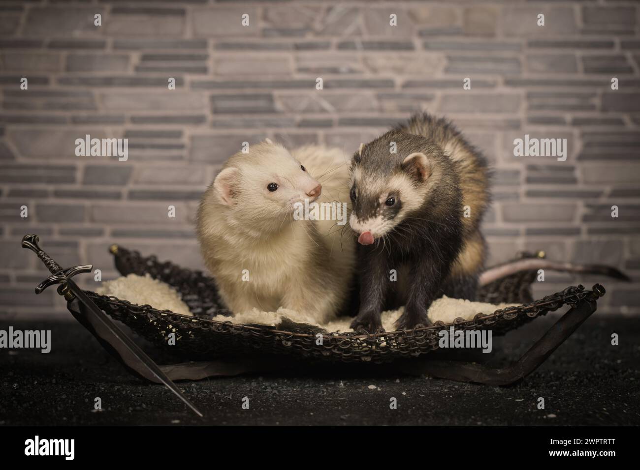 Ferrets playing hi-res stock photography and images - Alamy