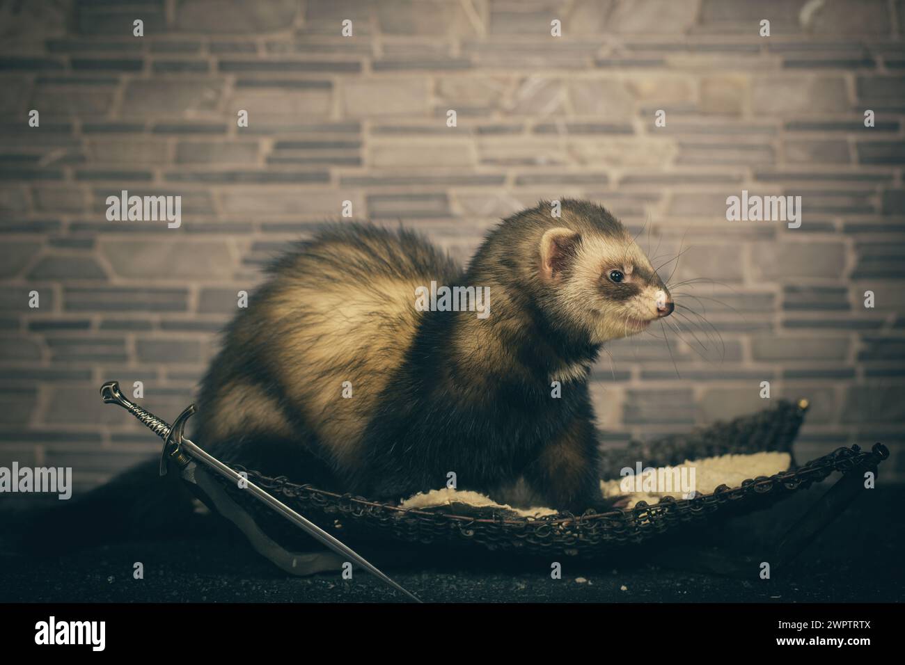 Dark sable color ferret indoor posing for portrait in studio Stock ...