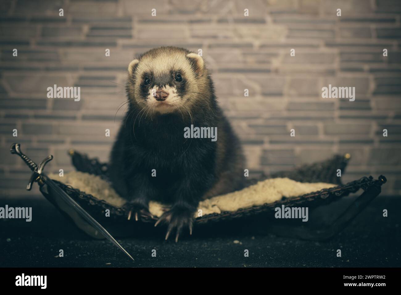 Dark sable color ferret indoor posing for portrait in studio Stock ...