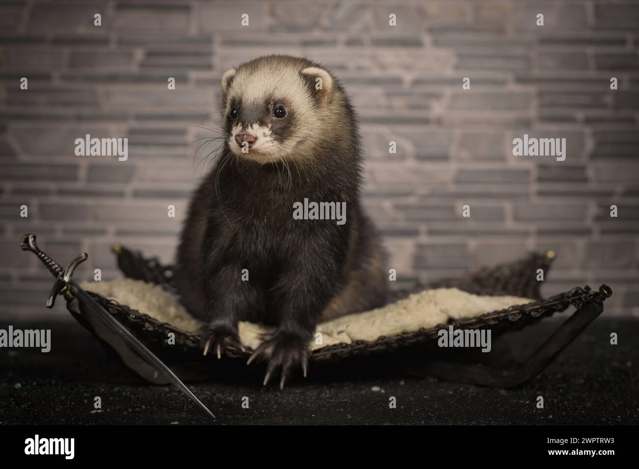 Dark sable color ferret indoor posing for portrait in studio Stock ...