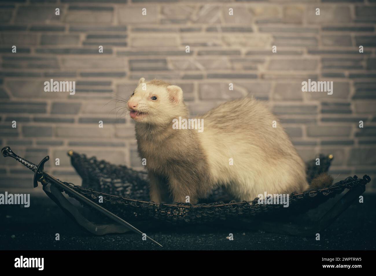 Champagne female ferret indoor posing for portrait in studio Stock ...