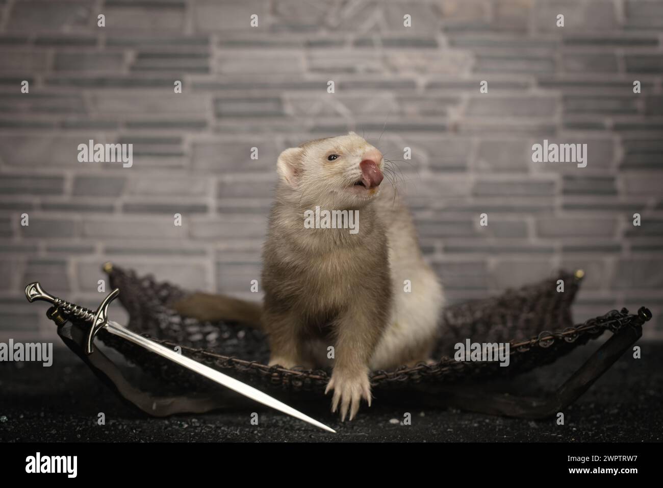 Champagne female ferret indoor posing for portrait in studio Stock ...