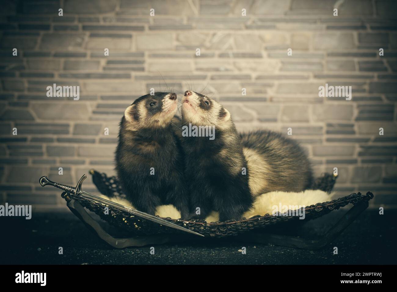 Couple of ferrets indoor posing for portrait in studio Stock Photo - Alamy