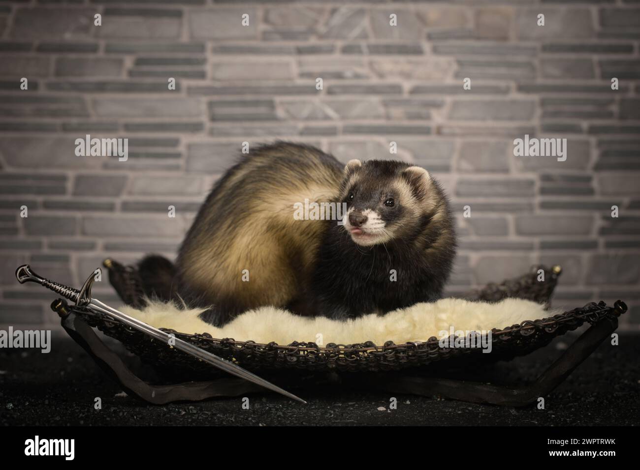 Dark sable color ferret indoor posing for portrait in studio Stock ...