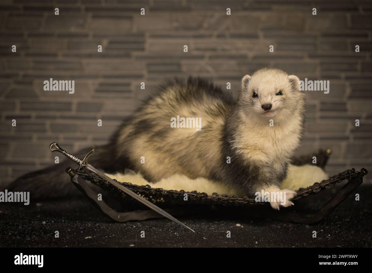 Ferret indoor posing for portrait in studio Stock Photo - Alamy