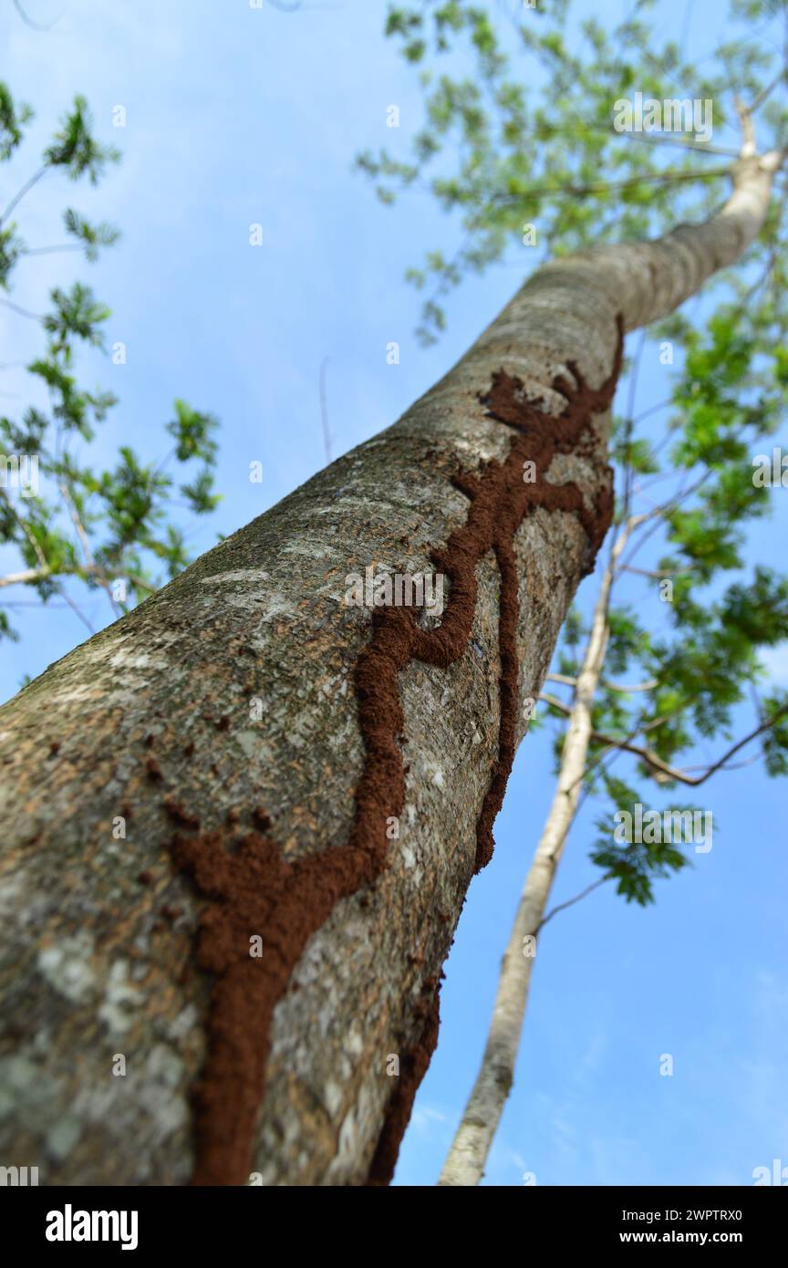 A tree eaten by termites. Termite nests creeping up trees Stock Photo ...