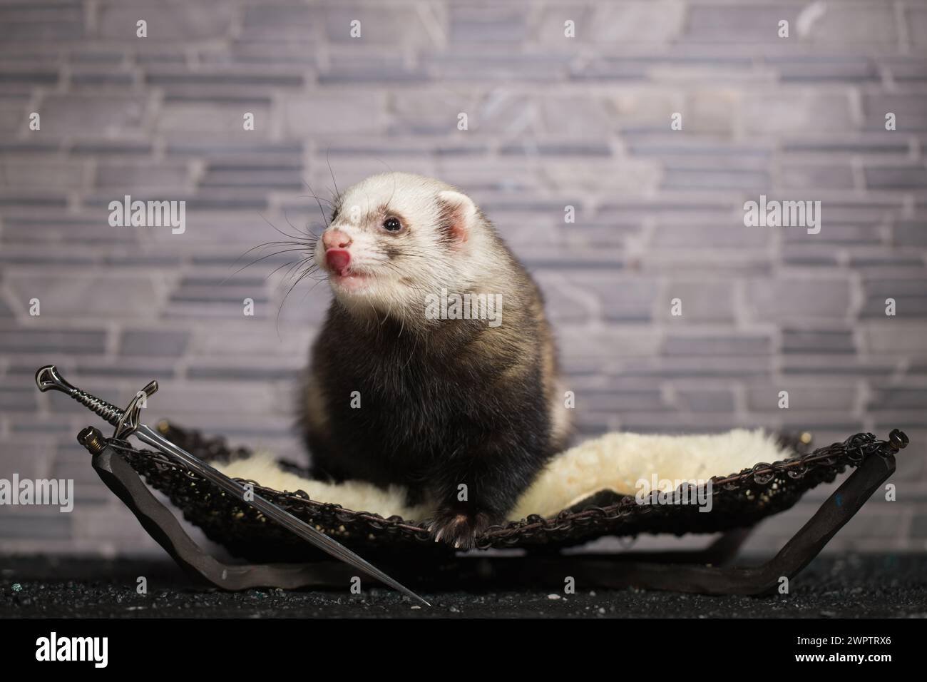 Ferret indoor posing for portrait in studio Stock Photo - Alamy