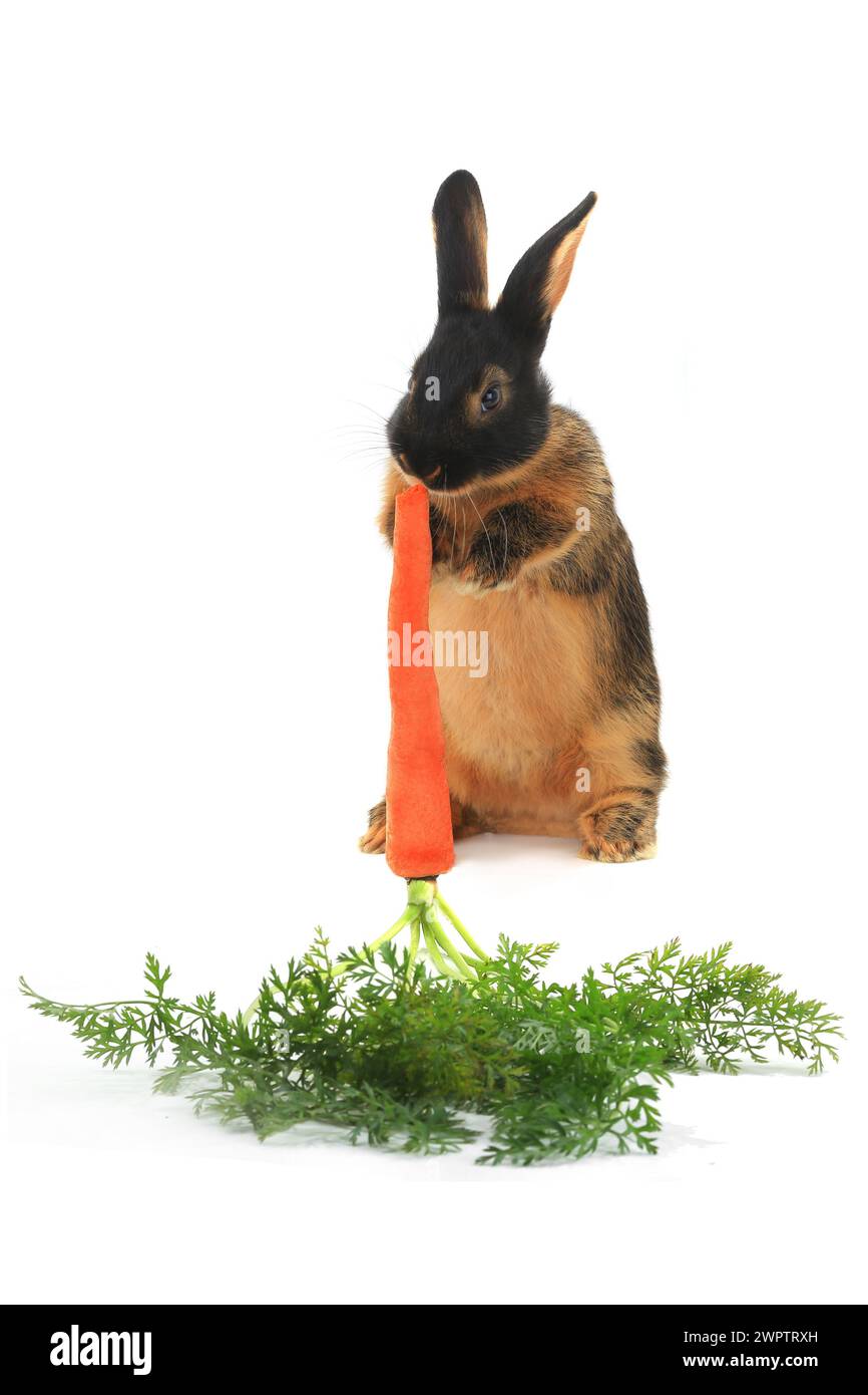 Rabbit with carrot isolated on white background Stock Photo - Alamy