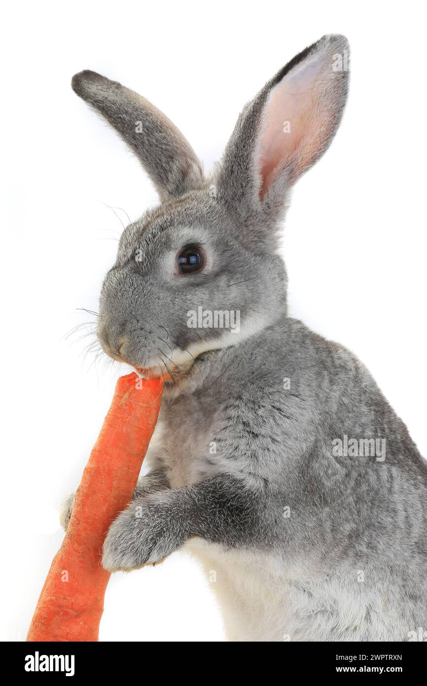 portrait, rabbit with carrot isolated on white background Stock Photo ...