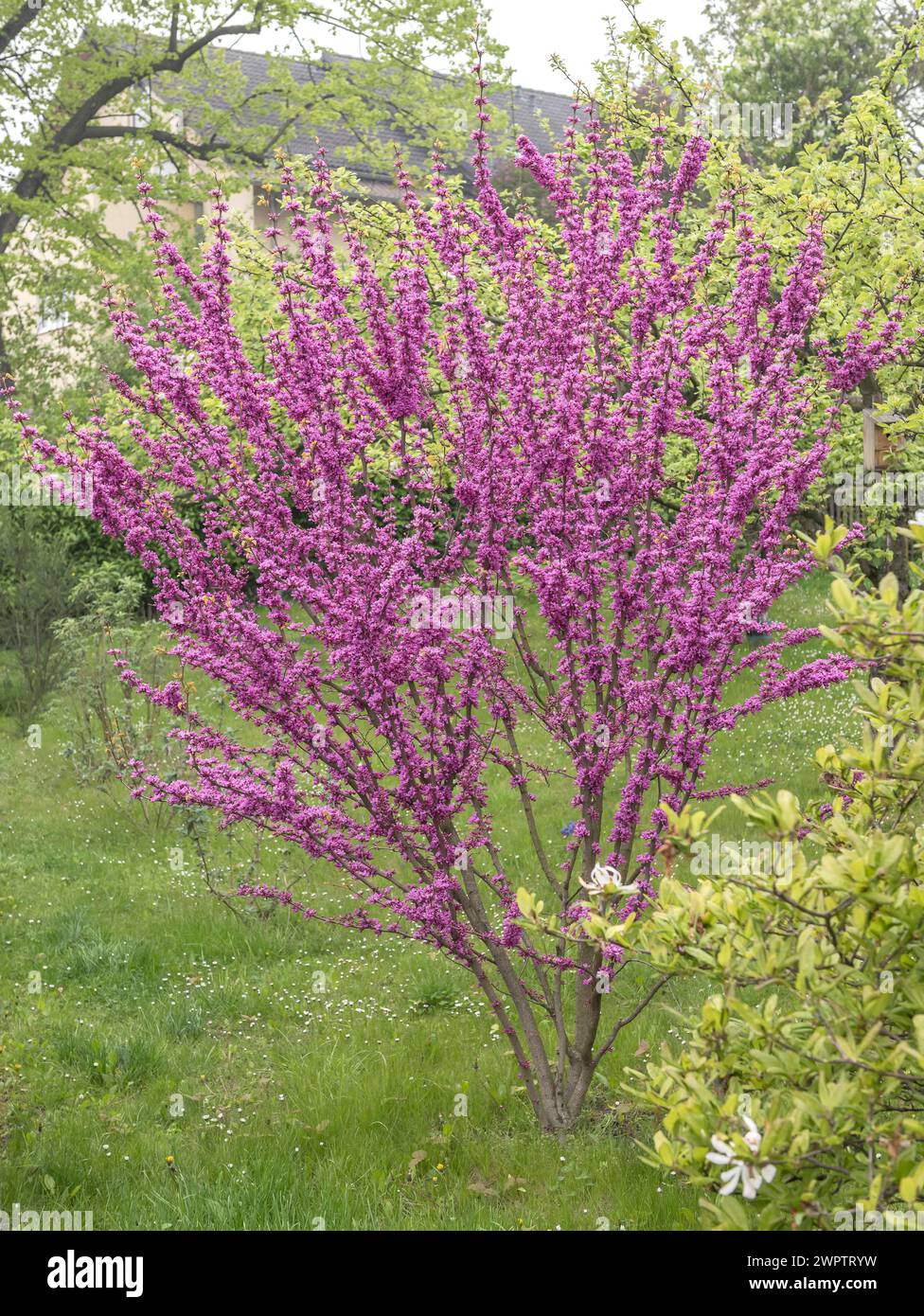 Cercis chinensis avondale judas tree hi-res stock photography and ...