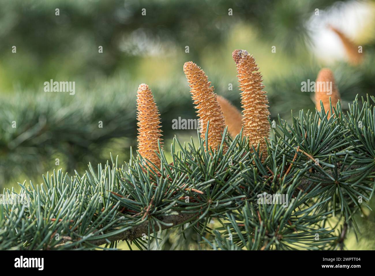 Himalayan cedar (Cedrus deodara 'Eisregen'), male flower, Cambridge ...
