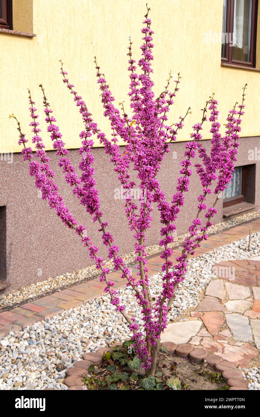 Judas tree (Cercis chinensis 'Avondale'), Cambridge Botanical Garden ...