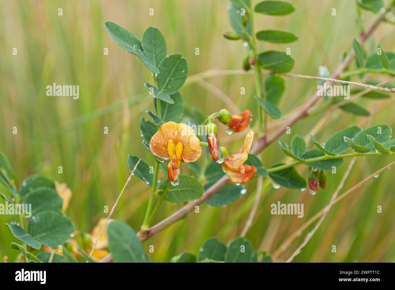 Bubble bush (Colutea arborescens), Cambridge Botanical Garden, Germany ...
