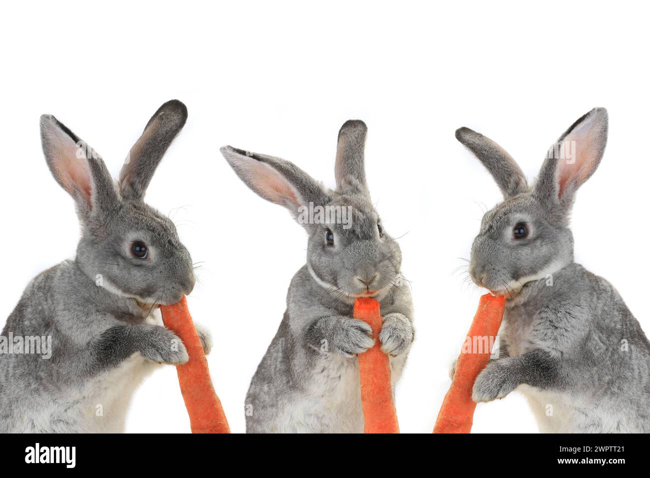 portrait, rabbits with carrot isolated on white background Stock Photo ...