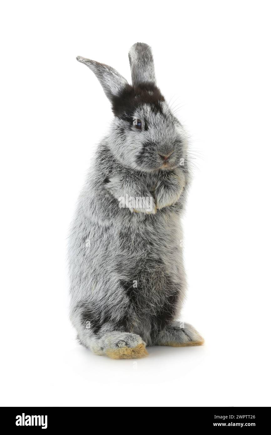 grey rabbit on a white background Stock Photo - Alamy