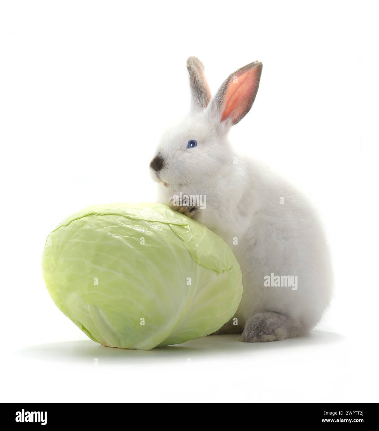 white rabbit with cabbage on a white background Stock Photo - Alamy