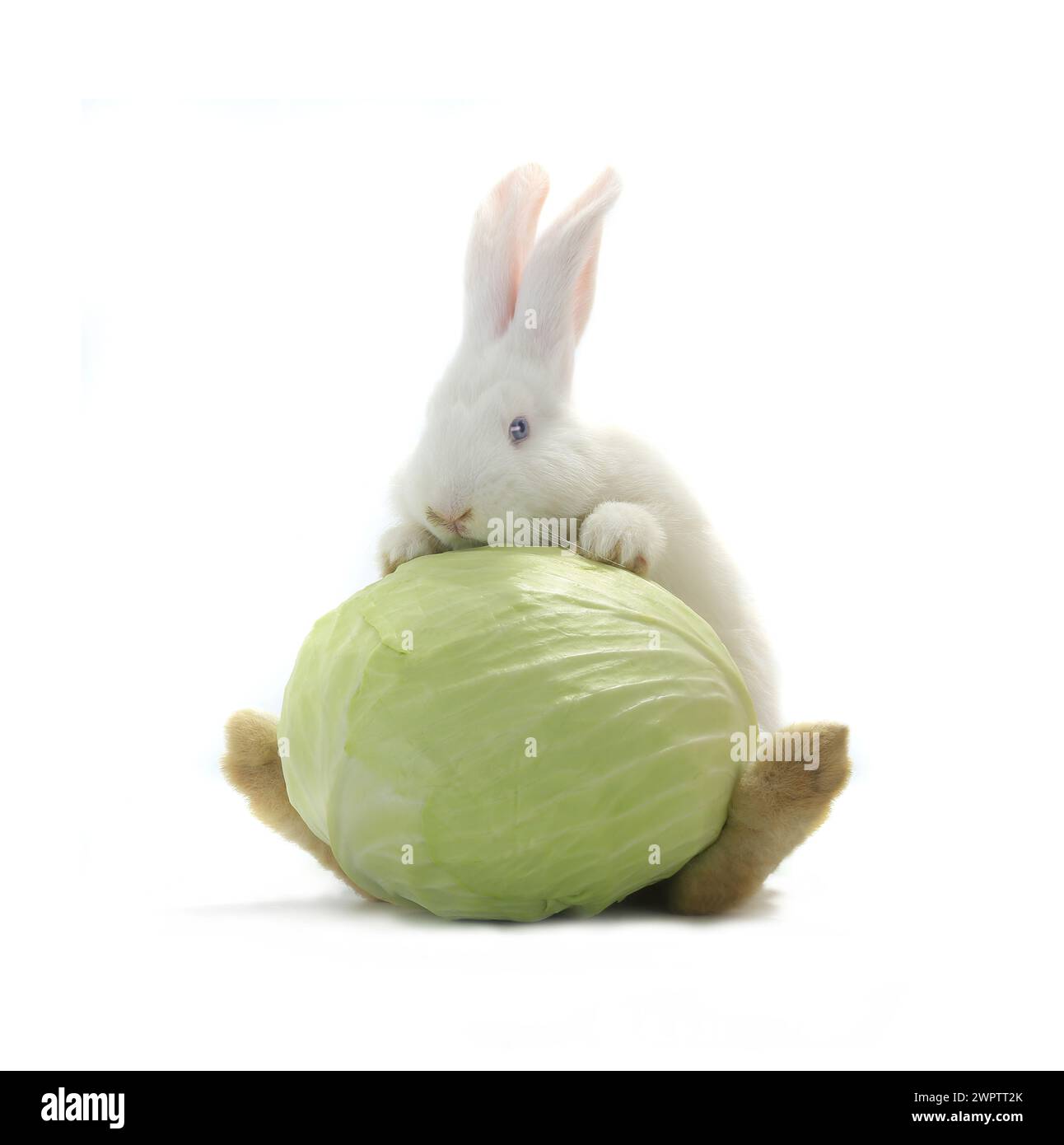 white rabbit with cabbage on a white background Stock Photo - Alamy