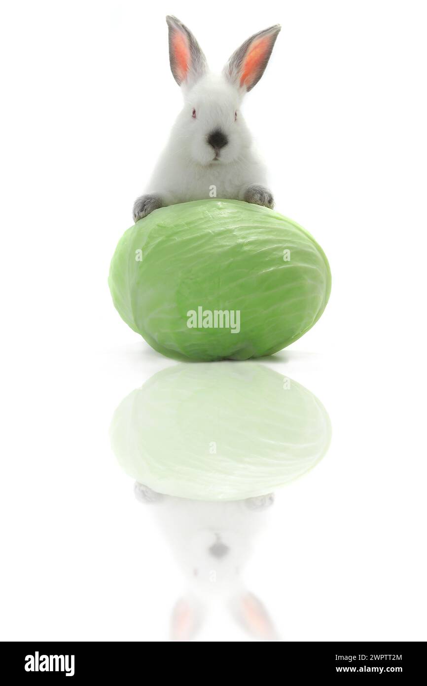 white rabbit with cabbage on a white background Stock Photo - Alamy