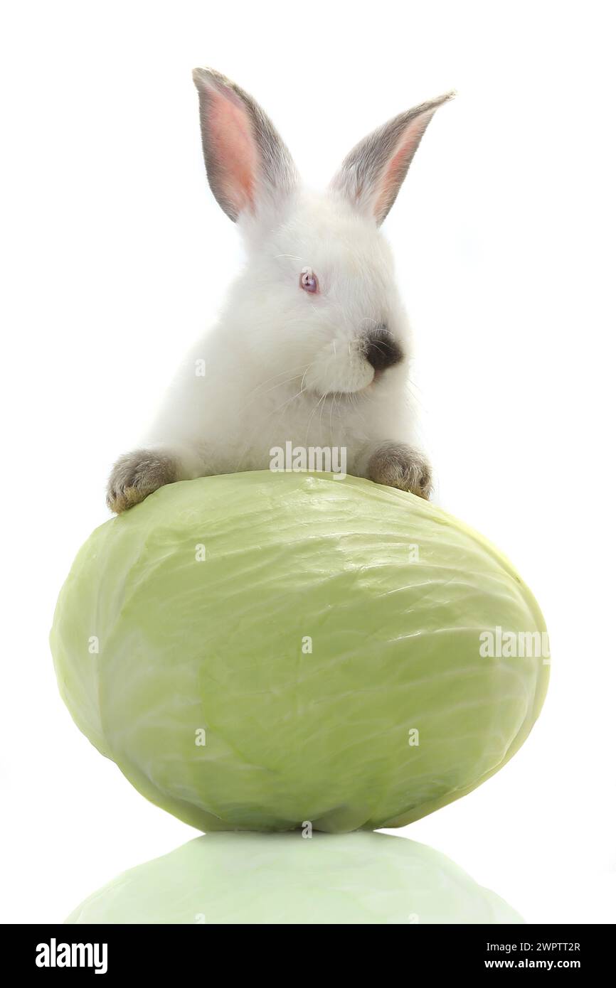 Vegetgable hi-res stock photography and images - Alamy