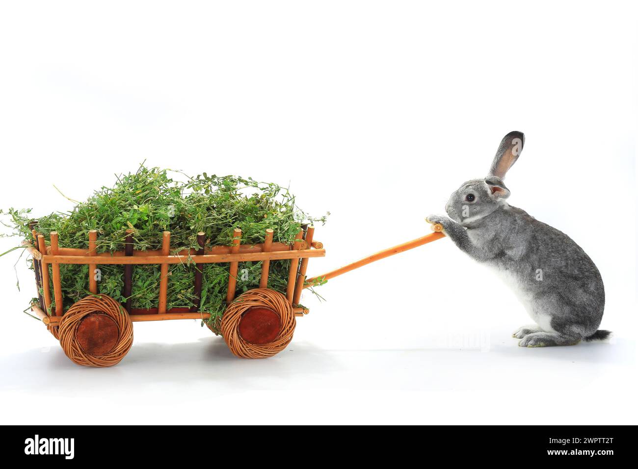 grey rabbits in the cart on a white background Stock Photo - Alamy