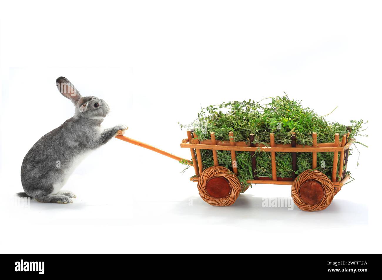 grey rabbits in the cart on a white background Stock Photo - Alamy