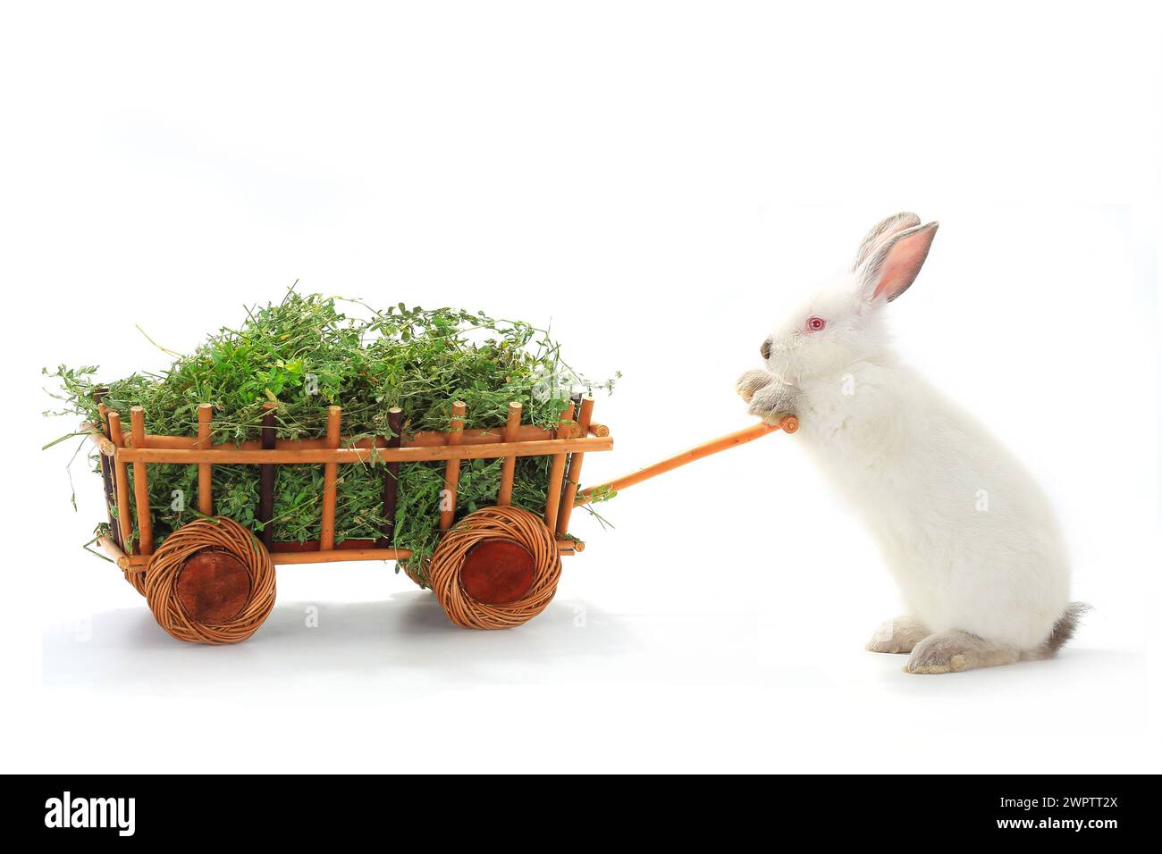 white rabbits in the cart on a white background Stock Photo - Alamy