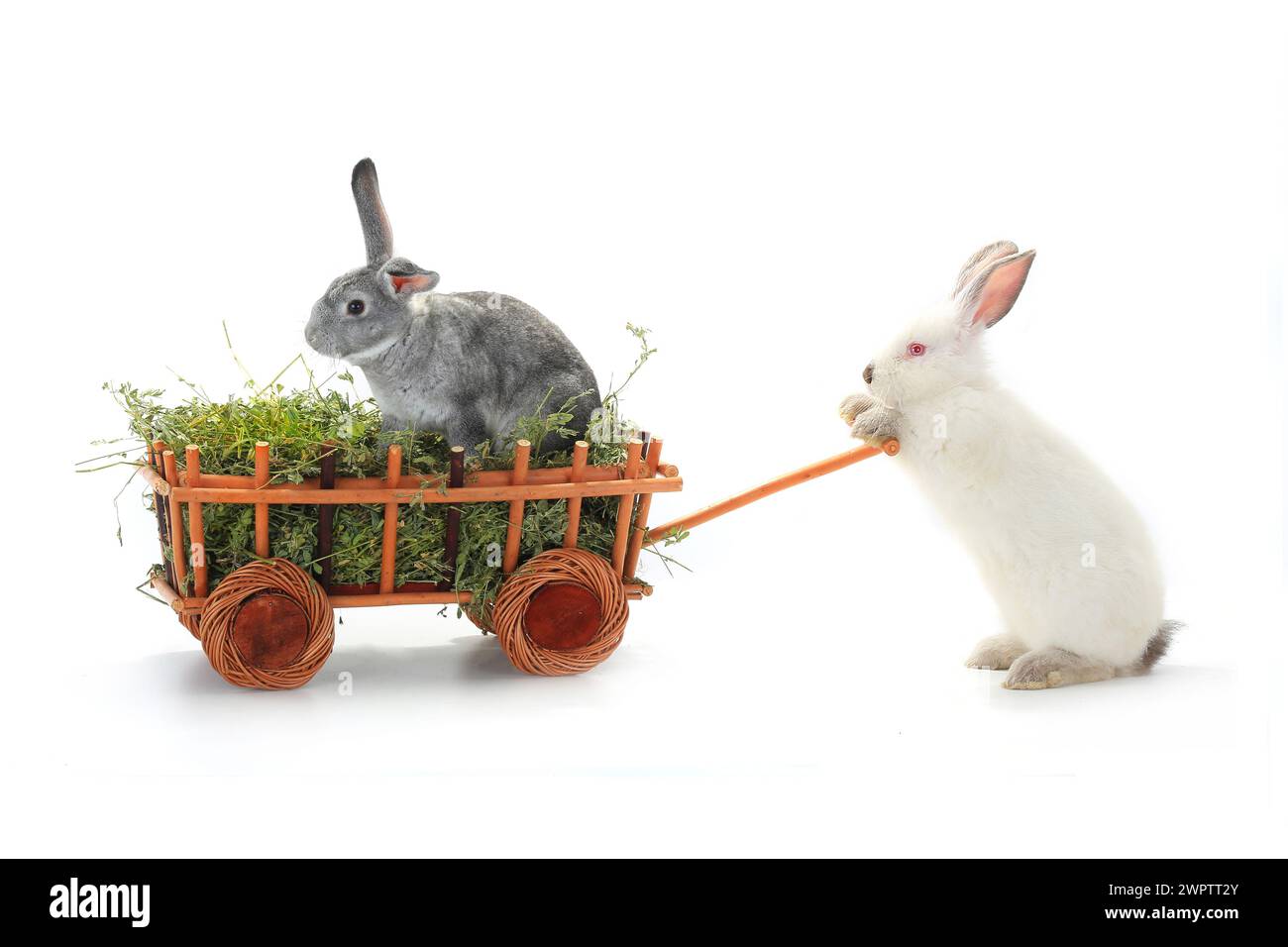 white rabbits in the cart on a white background Stock Photo - Alamy