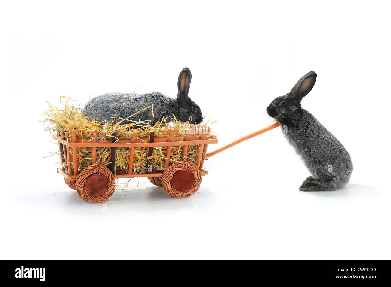 two rabbits in the cart on a white background Stock Photo - Alamy