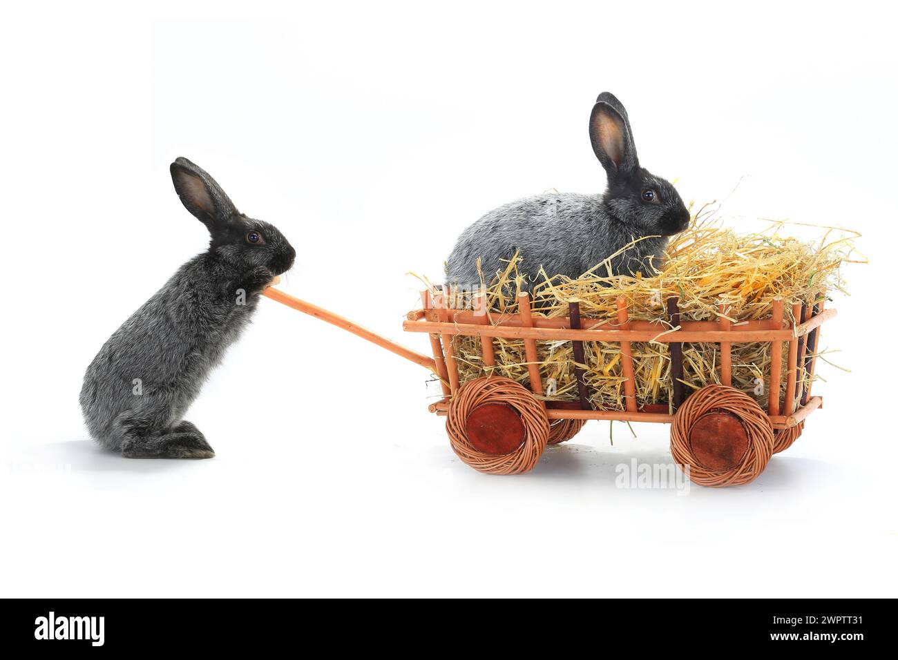 two rabbits in the cart on a white background Stock Photo - Alamy