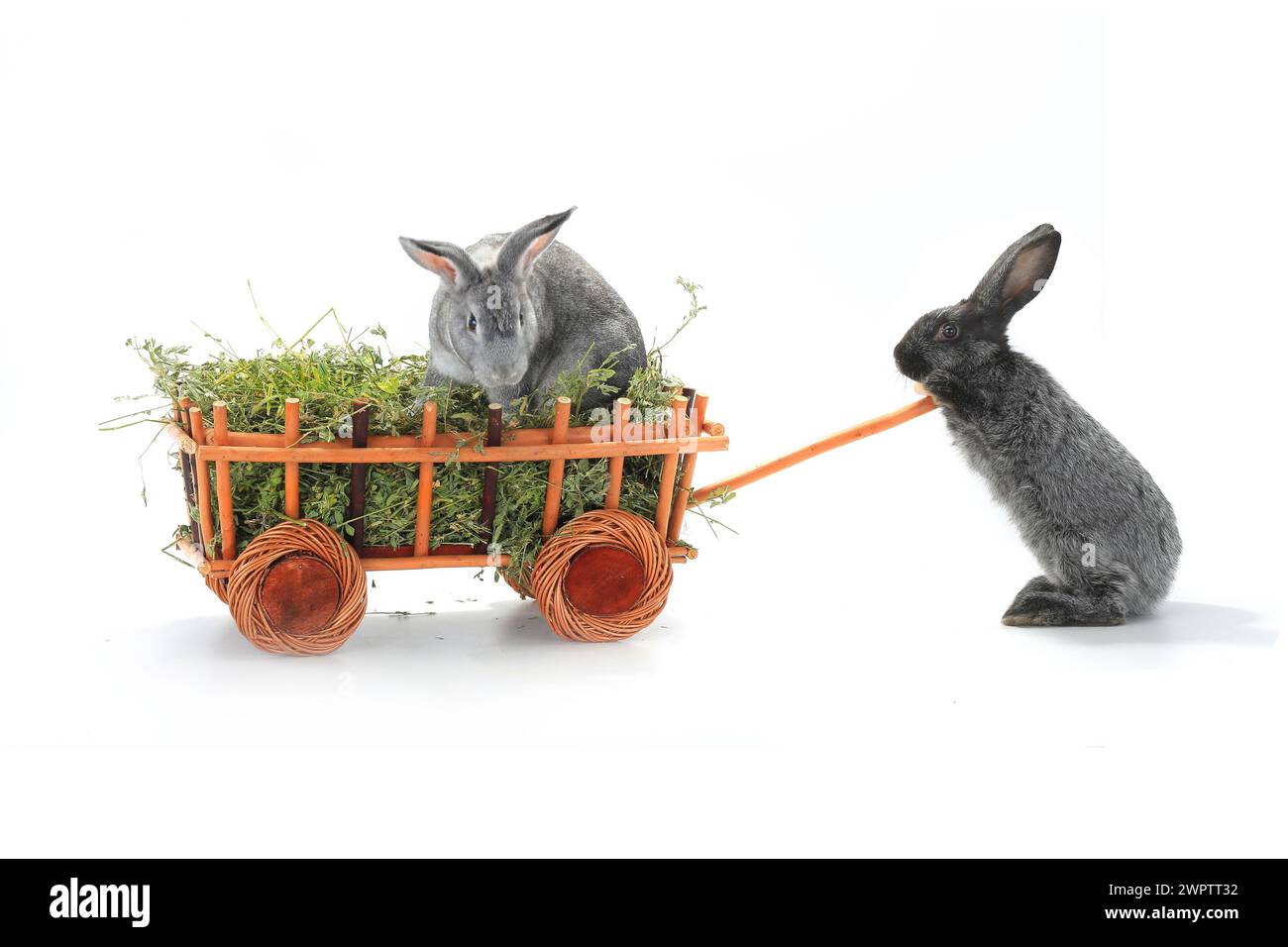 two grey rabbits in the cart on a white background Stock Photo - Alamy