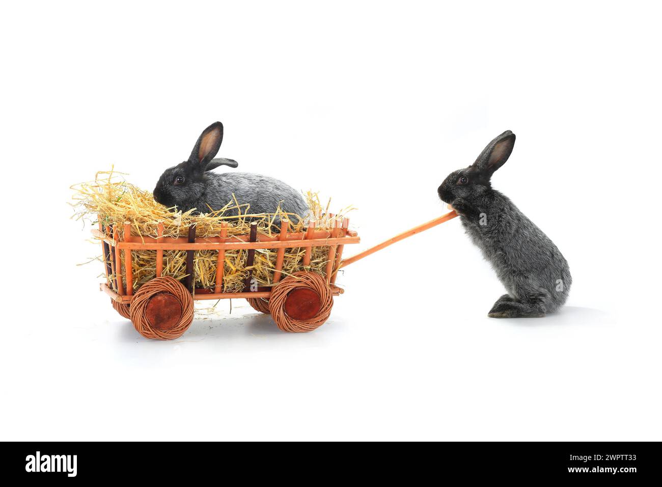 two rabbits in the cart on a white background Stock Photo - Alamy