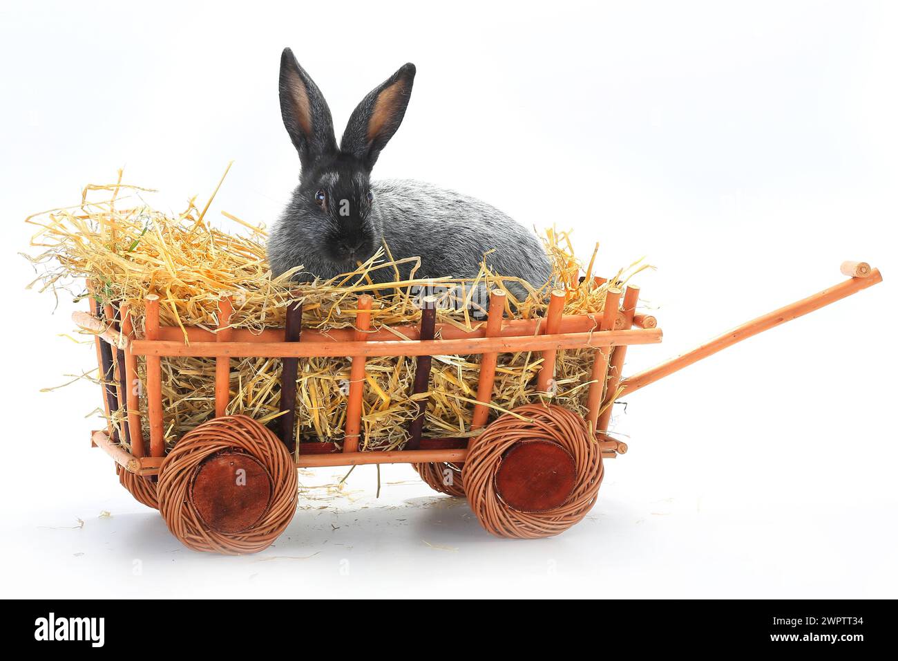 rabbits cart on a white background Stock Photo - Alamy