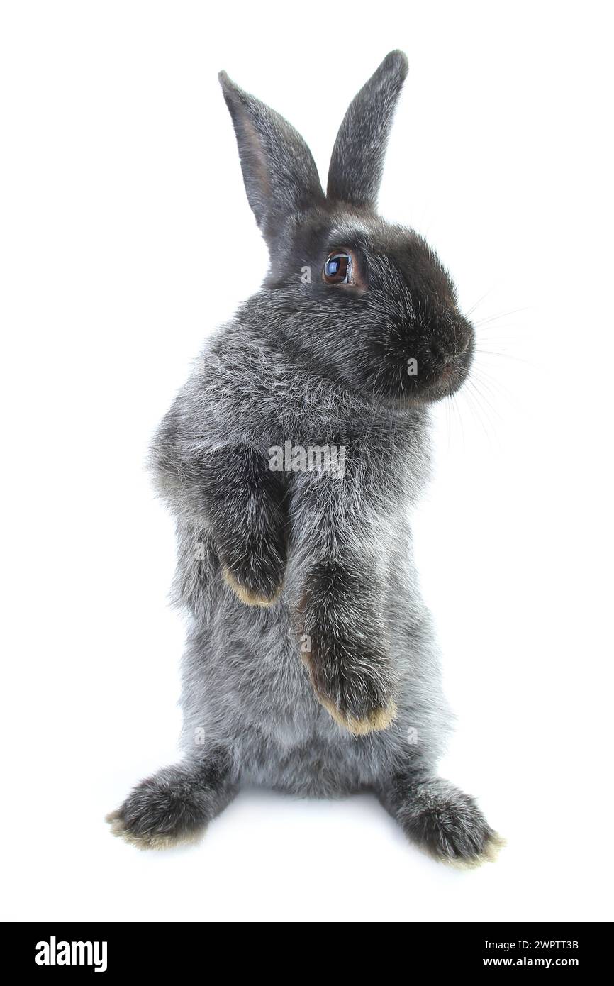 grey rabbit on a white background Stock Photo - Alamy