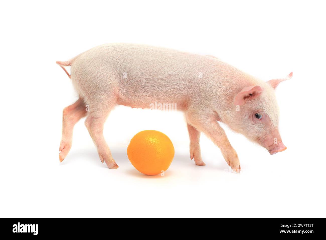 pig with orange on a white background. studio Stock Photo - Alamy