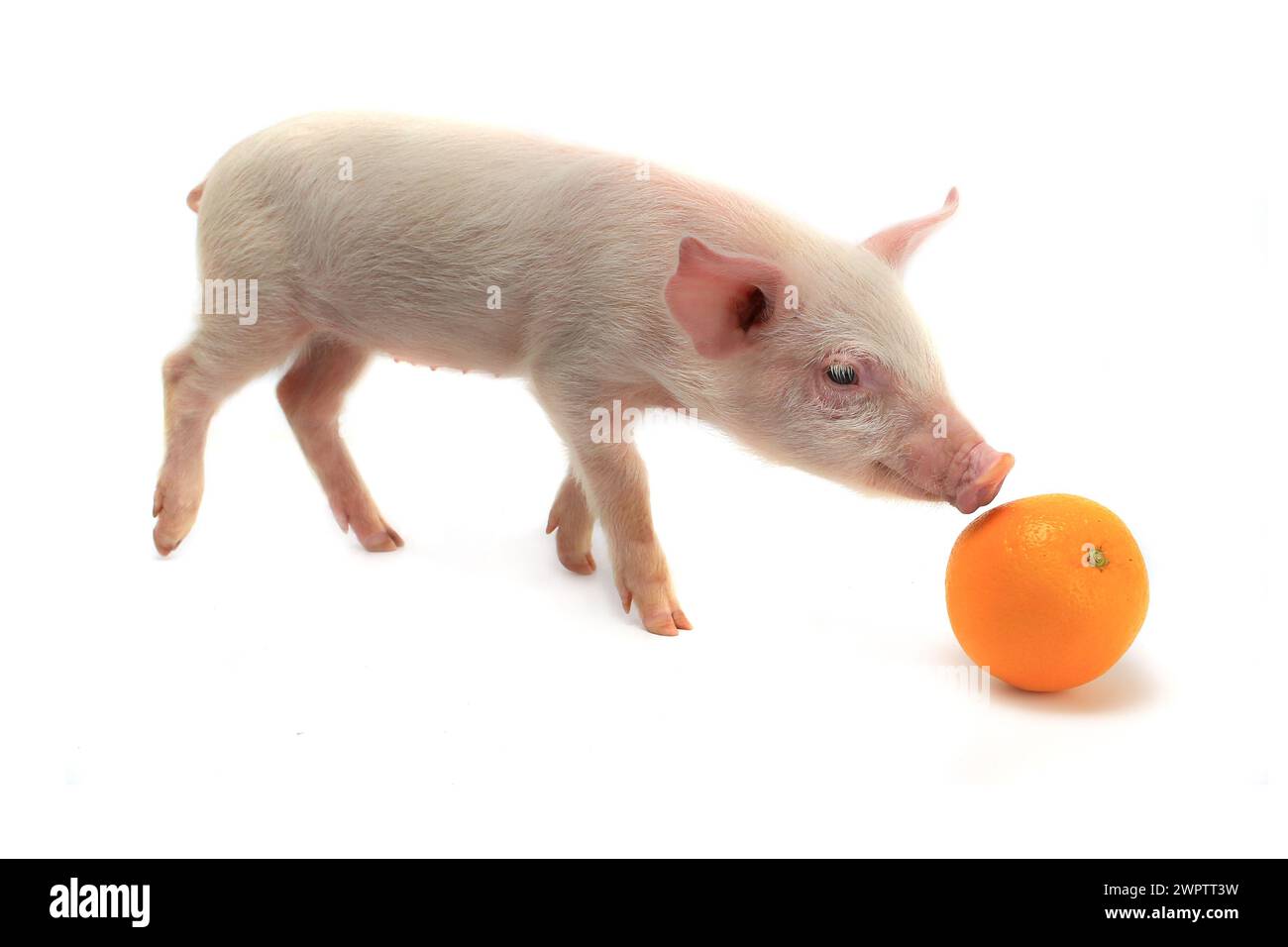 pig with orange on a white background. studio Stock Photo - Alamy