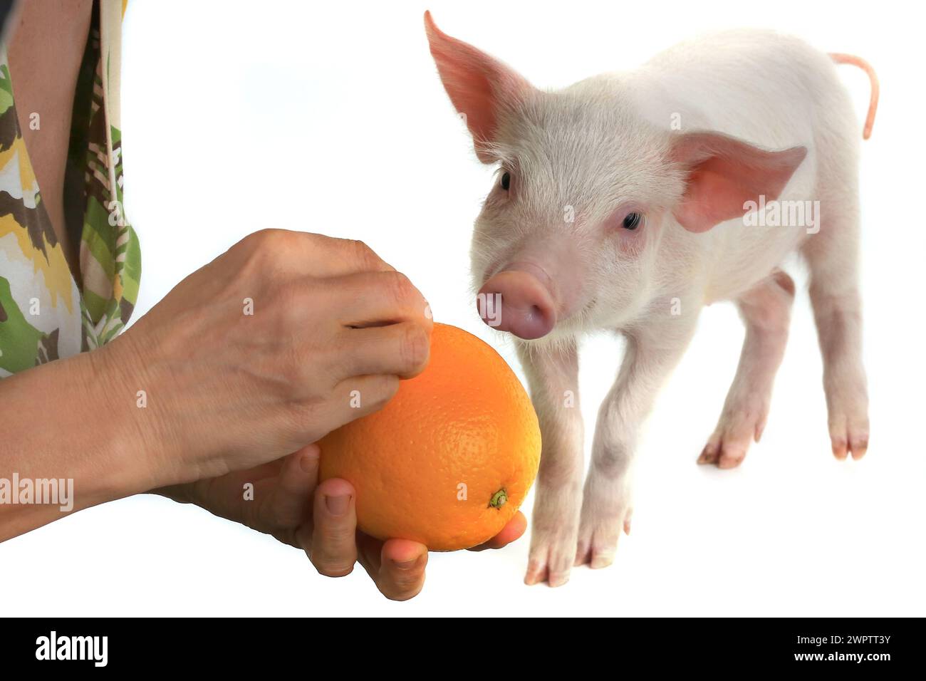 pig looks at orange a white background. studio Stock Photo - Alamy