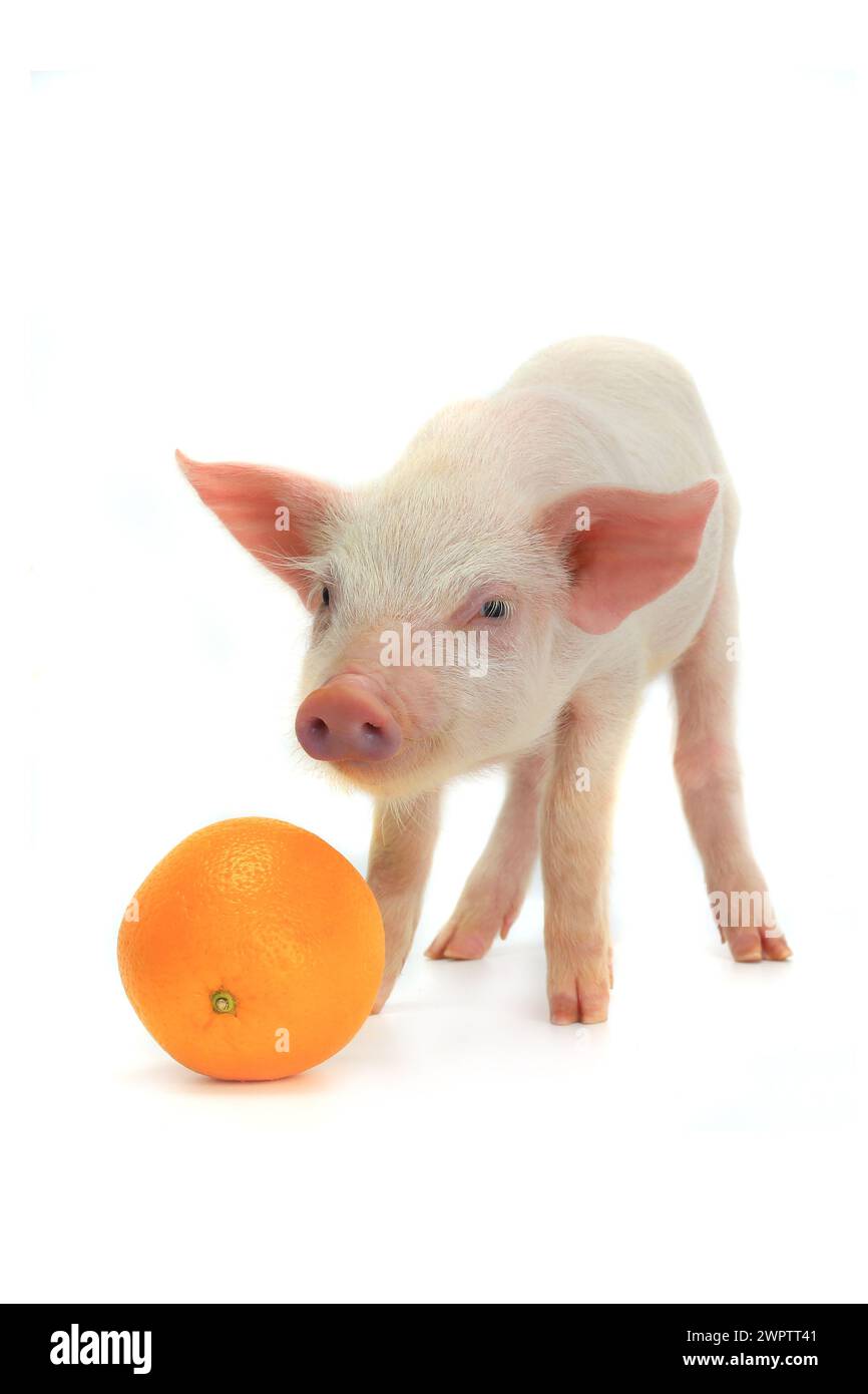 pig with orange on a white background. studio Stock Photo - Alamy