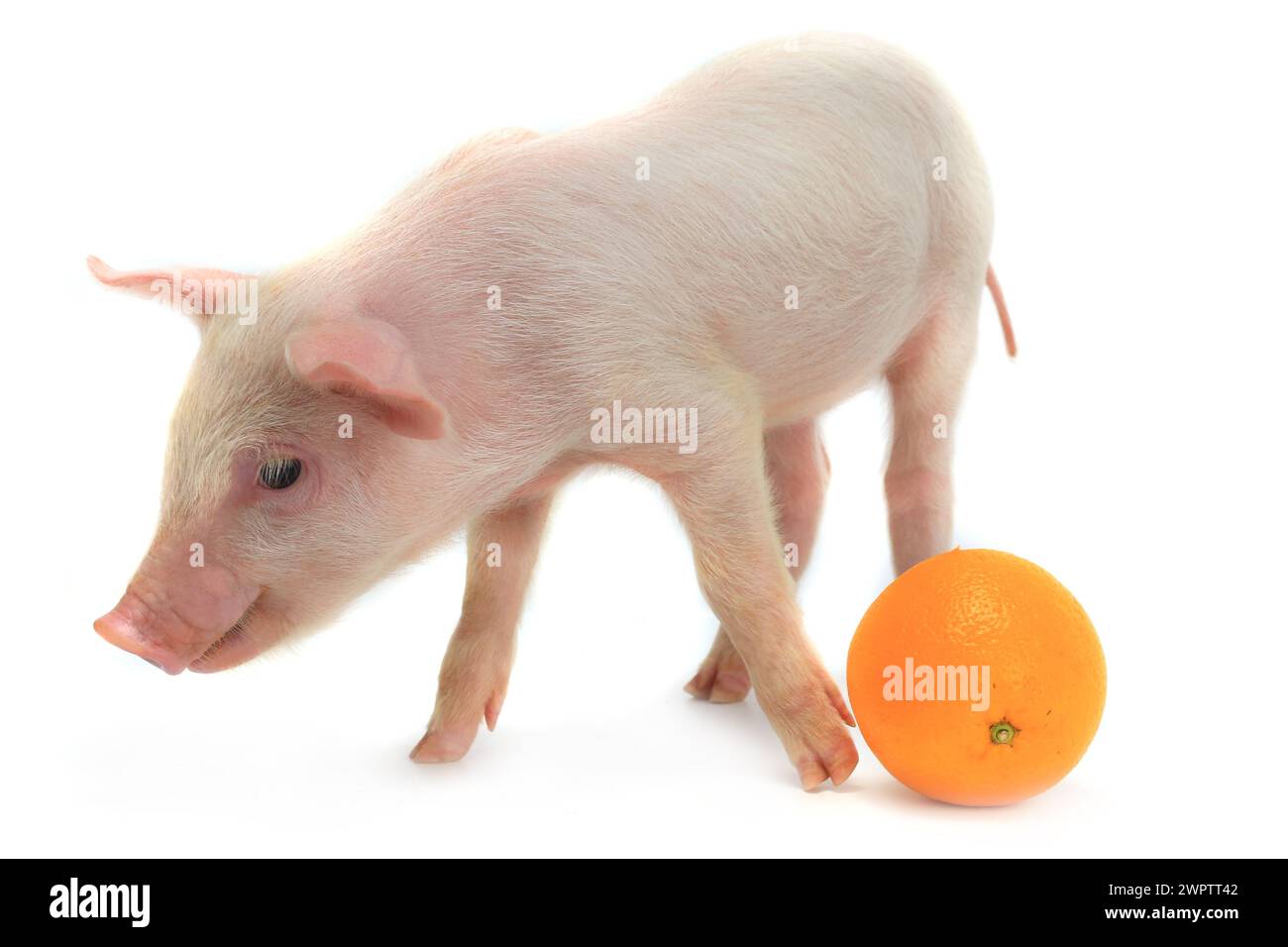 pig with orange on a white background. studio Stock Photo - Alamy