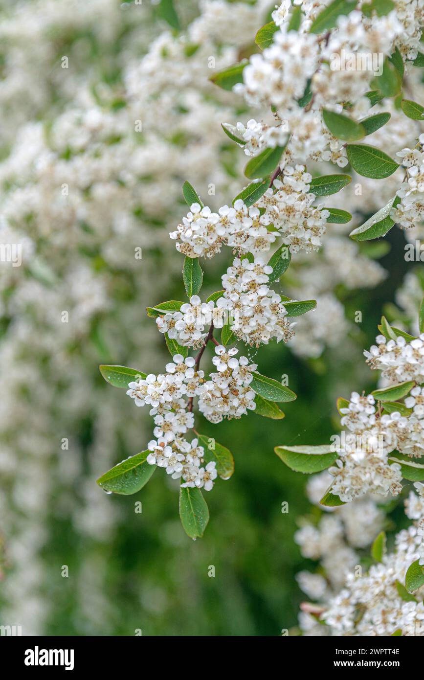 Cotoneaster multiflorus hi-res stock photography and images - Alamy