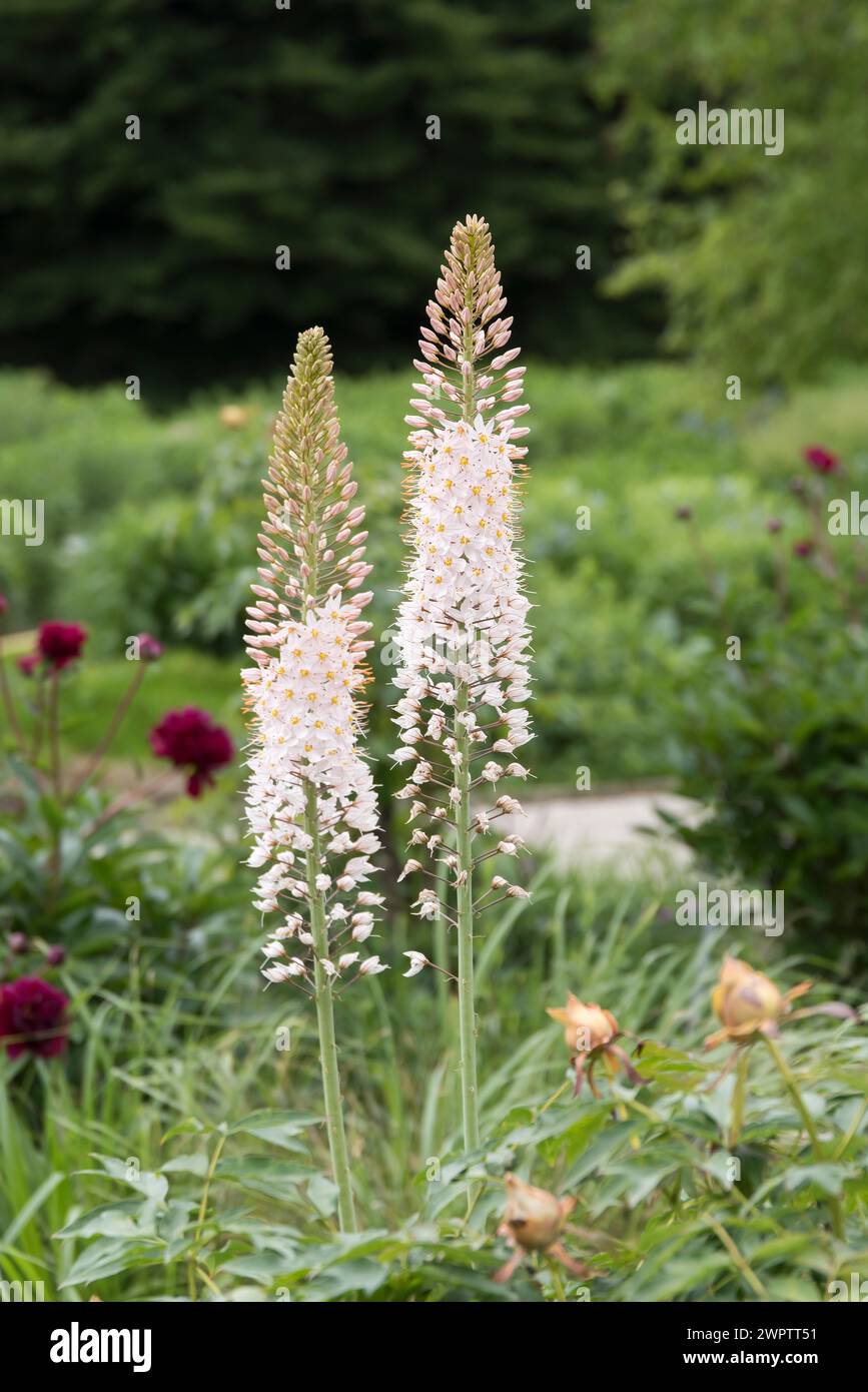 Foxtail lily (Eremurus robustus), Cambridge Botanical Garden, Germany ...