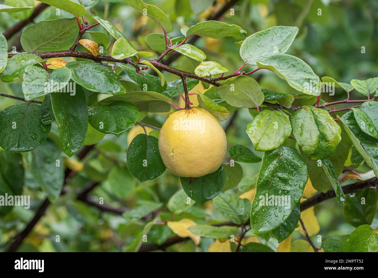 Quince (Cydonia oblonga 'Ludovic'), Cambridge Botanical Garden, Germany ...