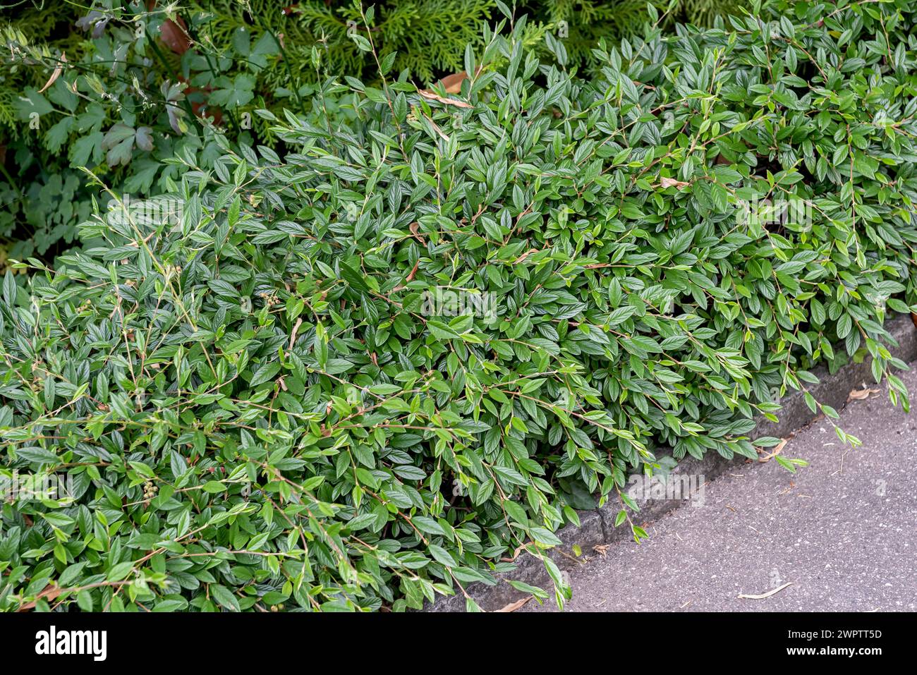 Willow-leaved cotoneaster (Cotoneaster salicifolius 'Parkteppich'), Cambridge Botanical Garden ...