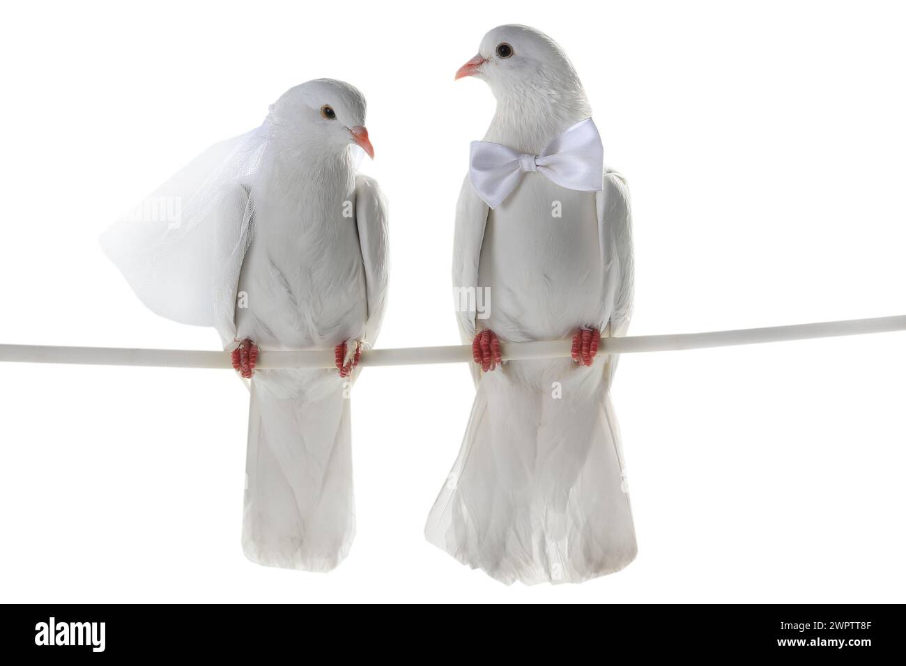 Wedding doves. symbol of love and wedding Stock Photo - Alamy