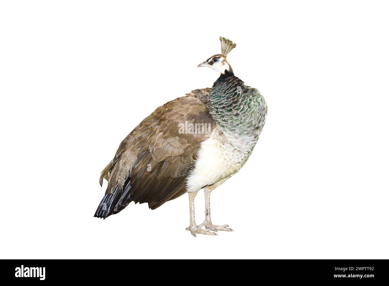 White peacocks two Cut Out Stock Images & Pictures - Alamy