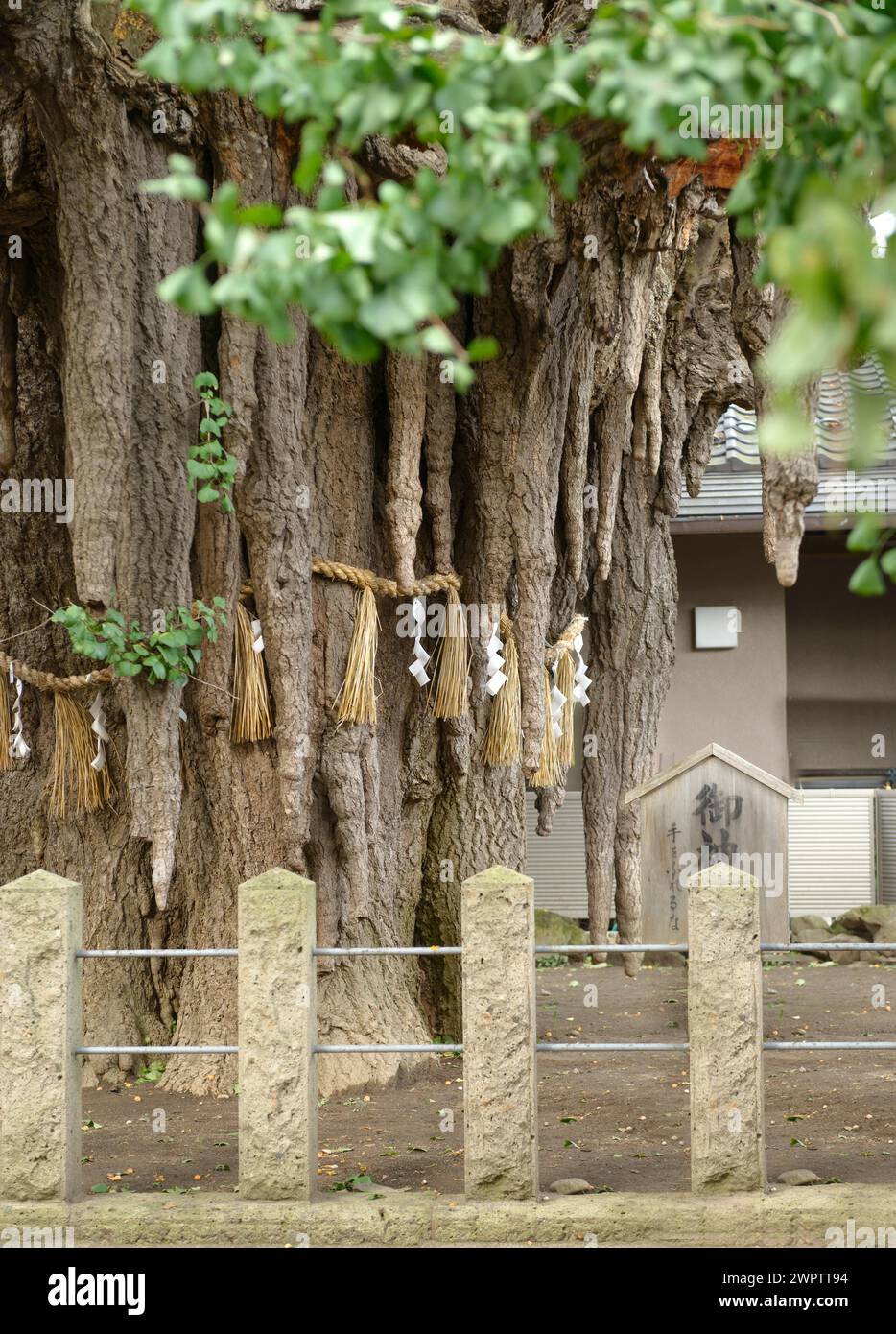 Ginkgo (Ginkgo biloba), 1000-year-old ginkgo, Cambridge Botanical ...