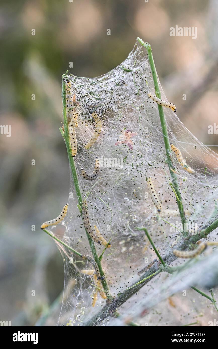 Caterpillar of the european spindle (Euonymus europaeus), common monkey ...