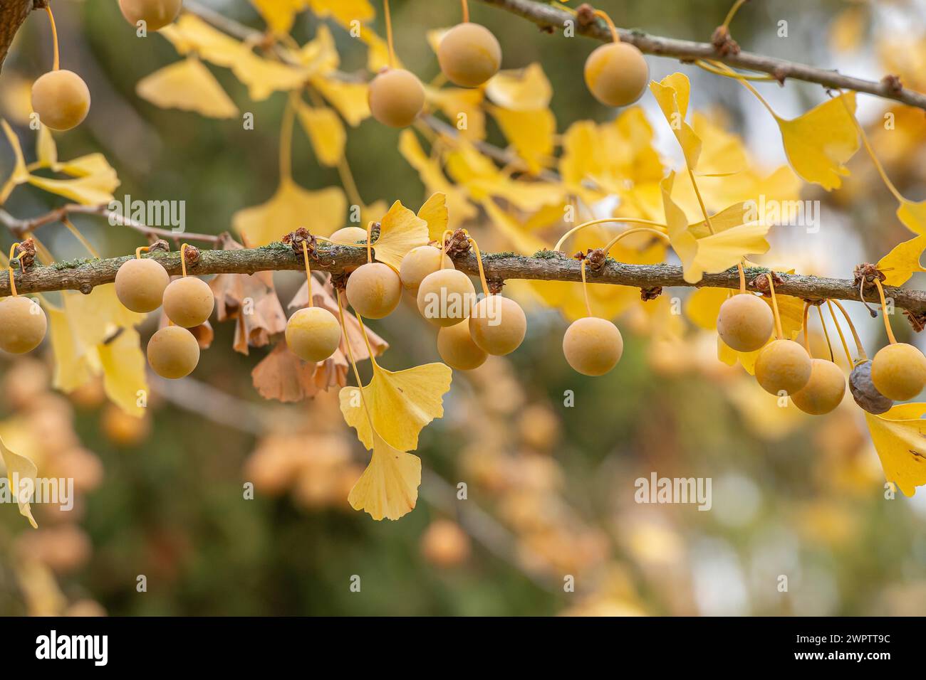 Maidenhair tree (Ginkgo biloba), Cambridge Botanical Garden, Germany ...