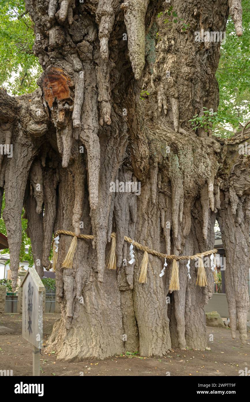 Ginkgo (Ginkgo biloba), 1000-year-old ginkgo, Cambridge Botanical ...