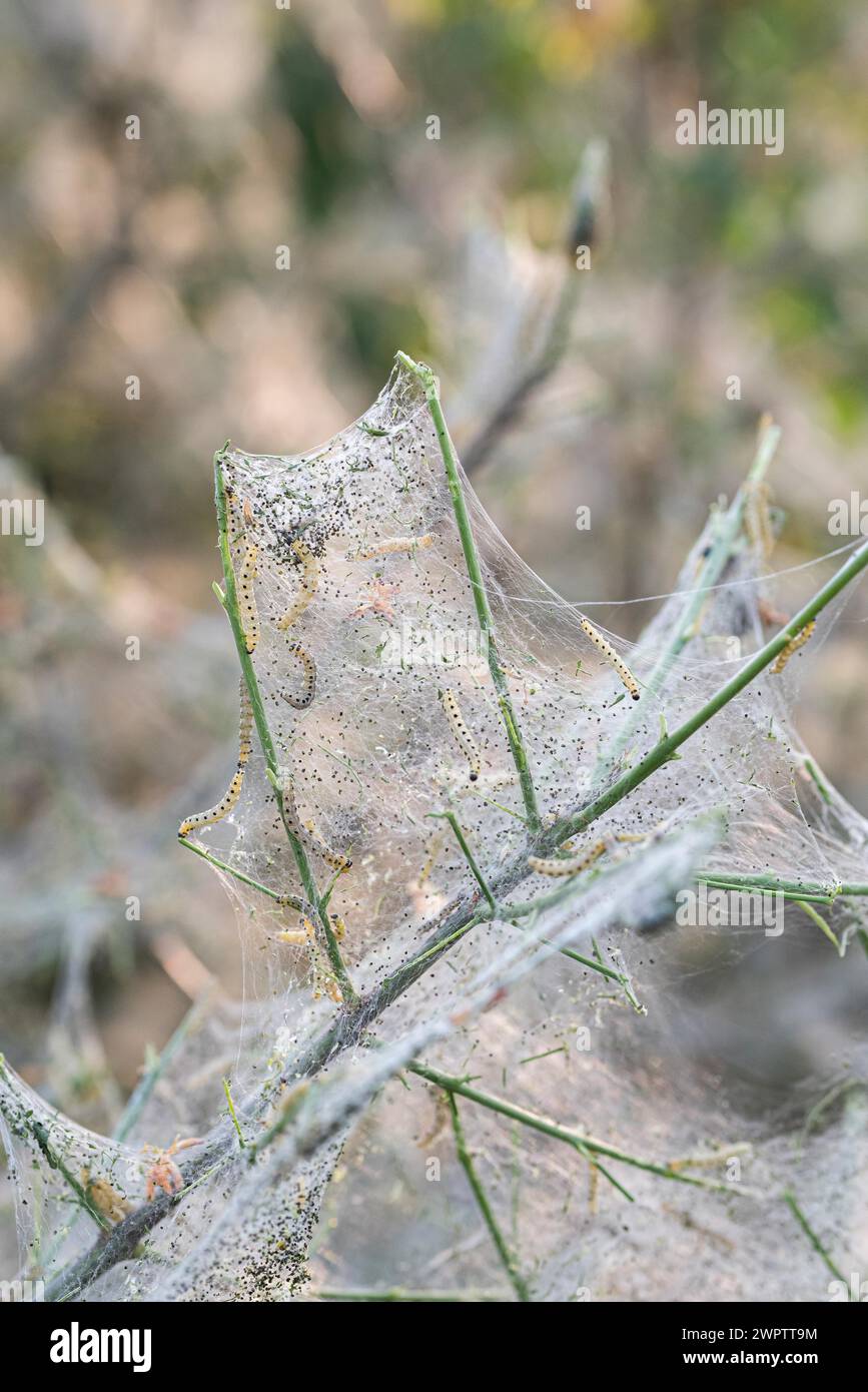 Caterpillar of the european spindle (Euonymus europaeus), common monkey ...