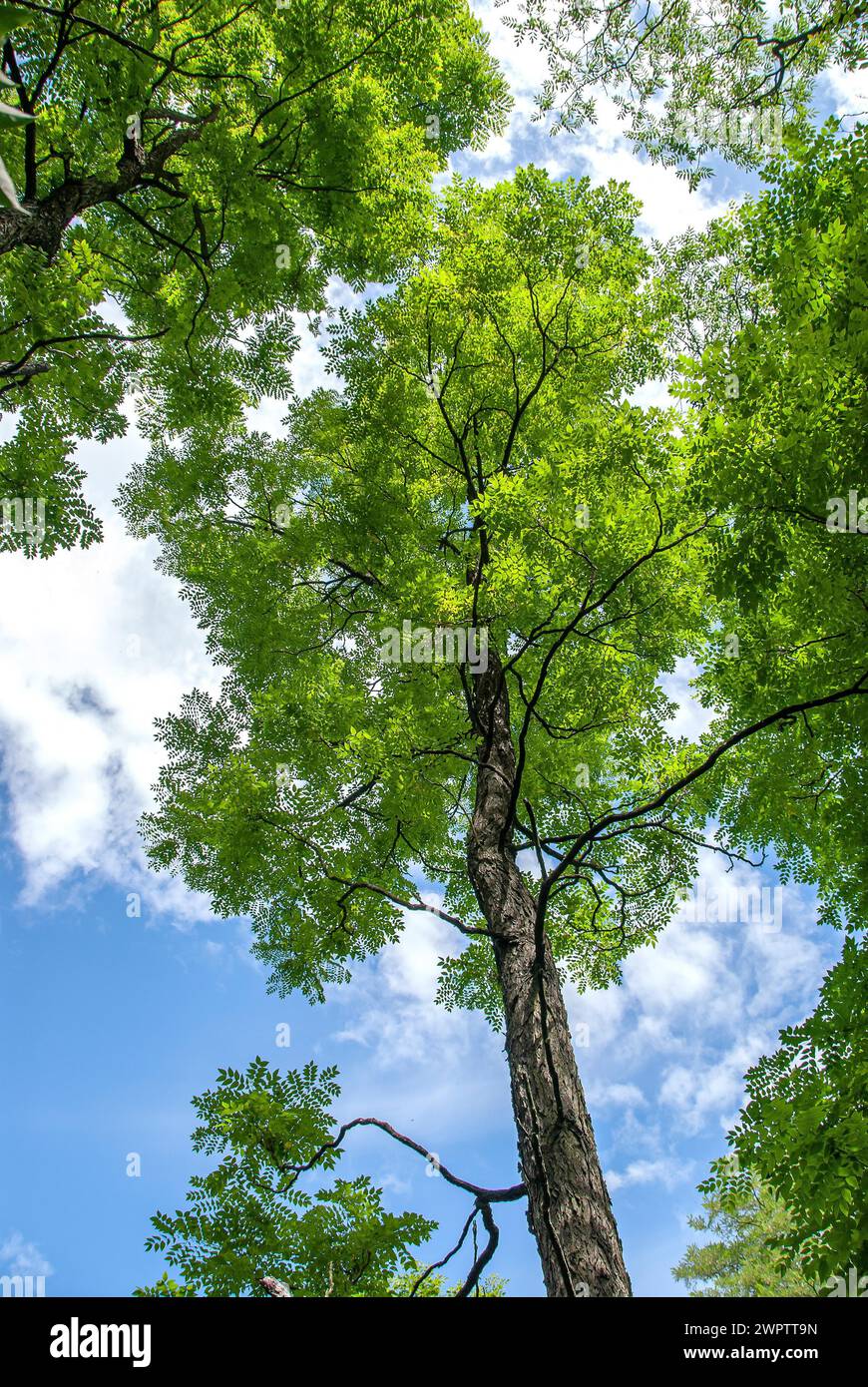 Antler tree (Gymnocladus dioica), Cambridge Botanical Garden, Russia ...